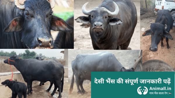 देसी भैंस की संपूर्ण जानकारी पढ़ें | Desi Bhains